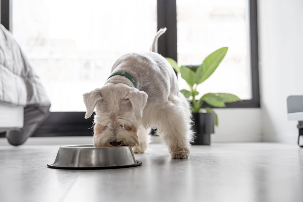 Sabores de comida para perros - Bravery