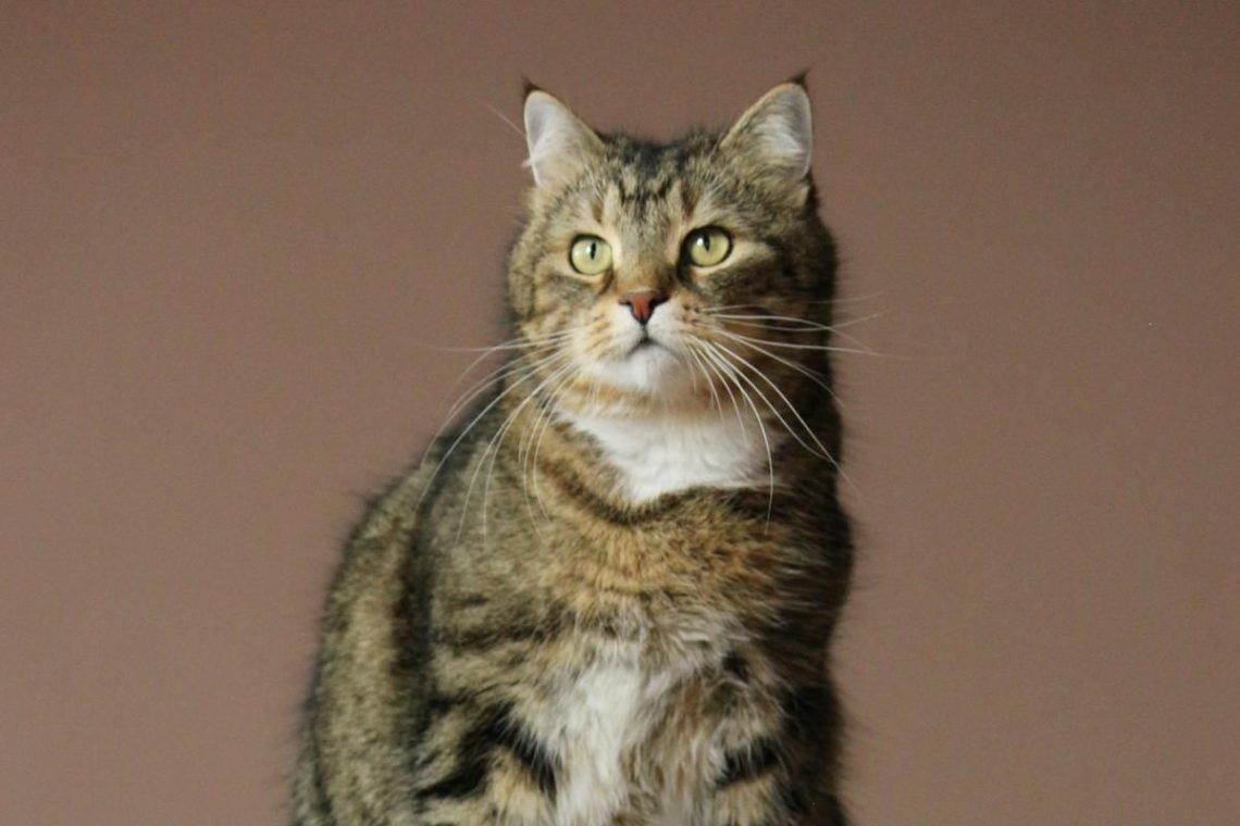 Bigotes de gato: Más que simples pelos - Bravery