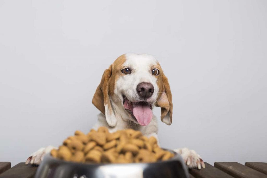 ¿Qué ingredientes debe tener un buen pienso para perros?
